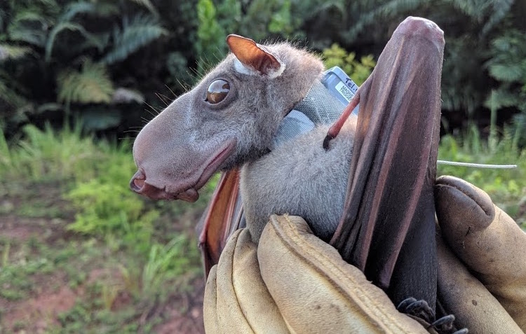 Find Out Where Bats Go in the Congo... > One World - One Health